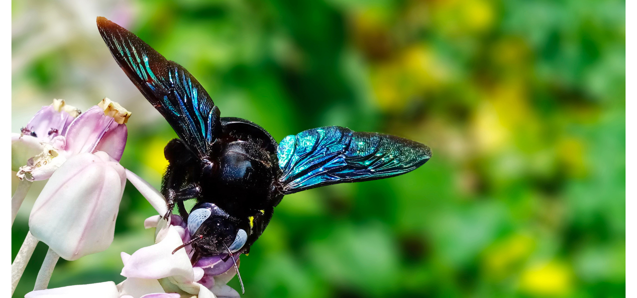 How To Get Rid Of Carpenter Bees Wd40